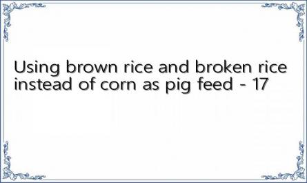 Using brown rice and broken rice instead of corn as pig feed - 17