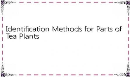 Identification Methods for Parts of Tea Plants